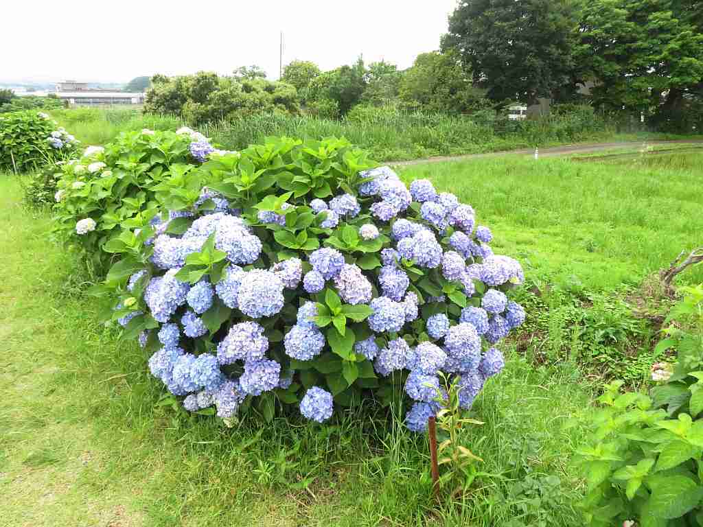 山と川のある散歩道: 飛行機大好き