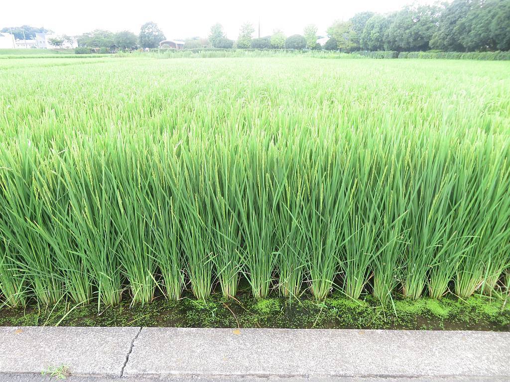 山と川のある散歩道: 飛行機大好き